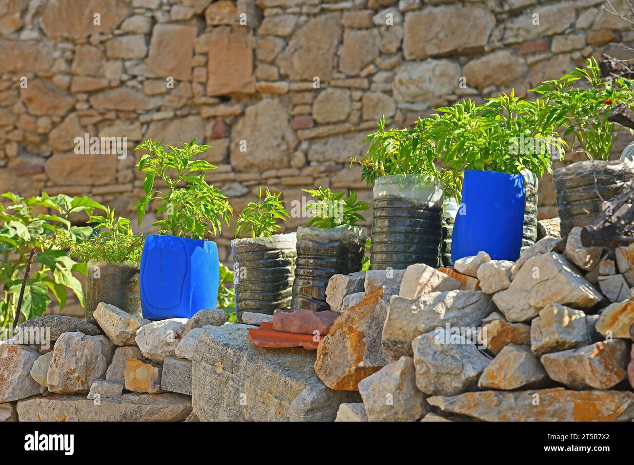Recycling flower pots. Flower pots made of waste plastic Stock Photo ...