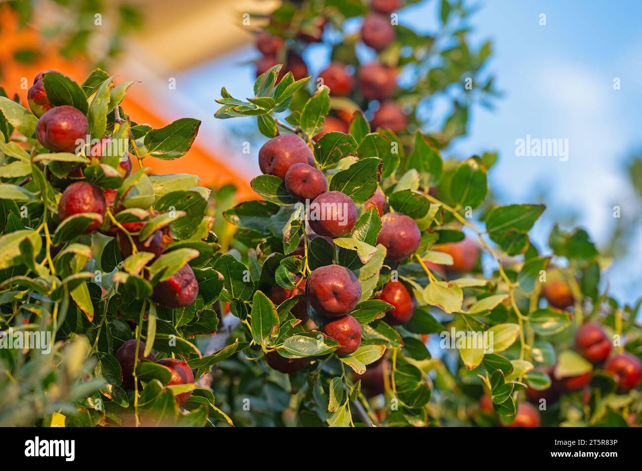 Chinese persimmon, jujube, on the tree, ripe fruit Stock Photo - Alamy