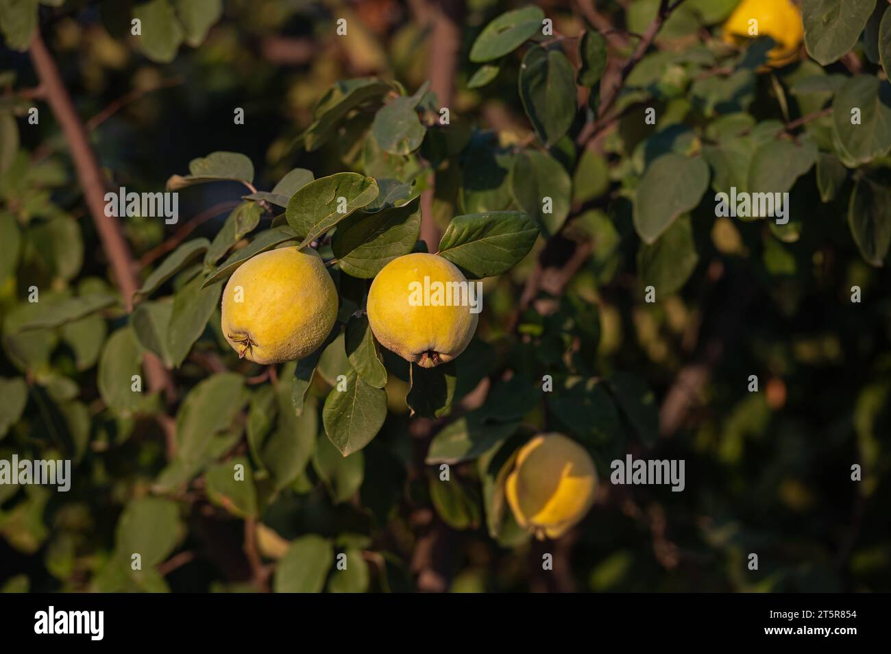 Quinces on the tree hi-res stock photography and images - Alamy