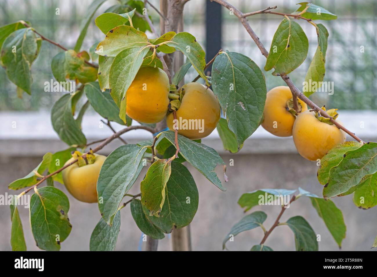 Ripe fresh fruit hanging on branches in the persimmon tree plant garden. Beautiful crunchy juicy ...