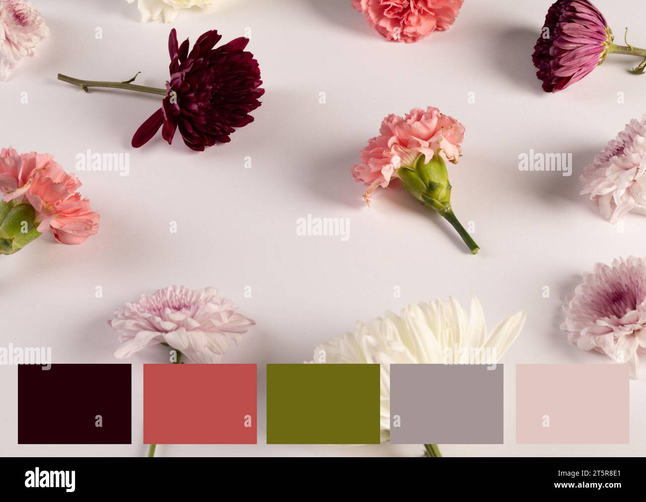 Composite of various beautiful flowers with color swatch on white ...