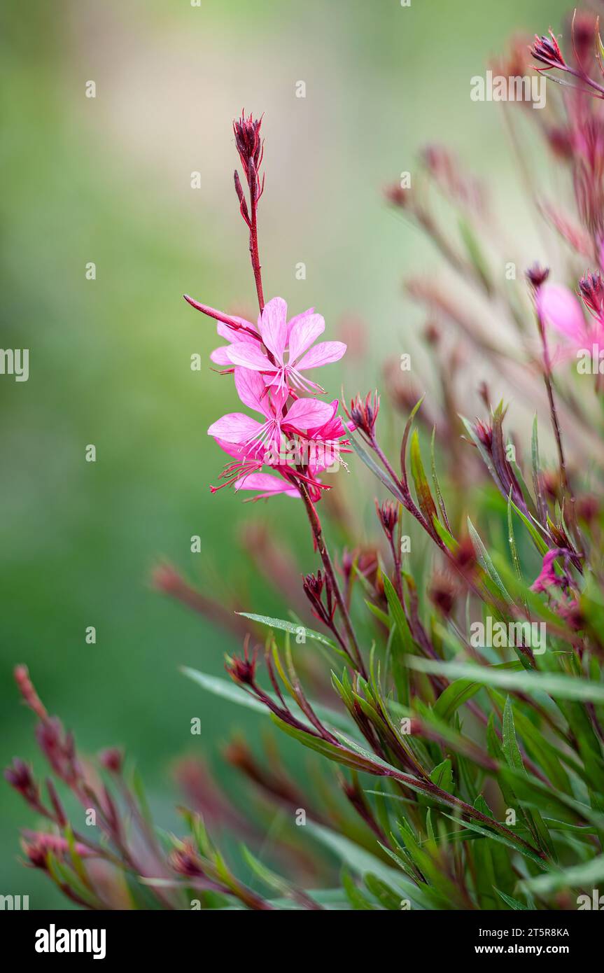 Gaura lindheimeri, Gaudi Pink, Butterfly gaura with green leaves, stem ...