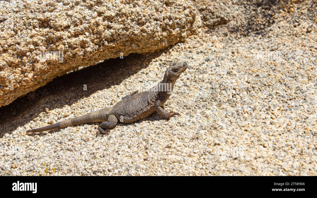 Large lizard laying on tree hi-res stock photography and images - Alamy