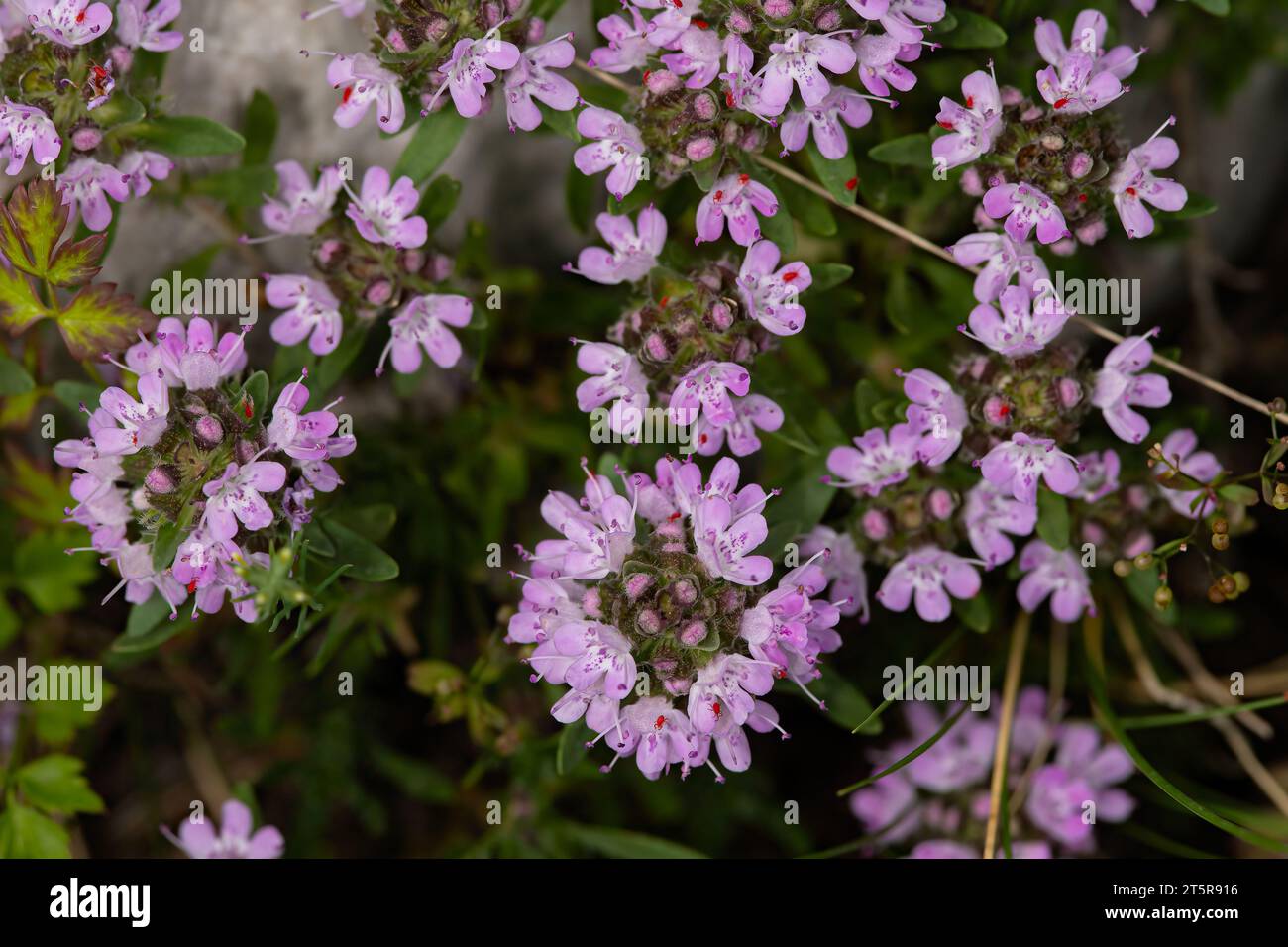 Macrophotograph of Thymus serpyllum, Breckland thyme plant. Close up of ...