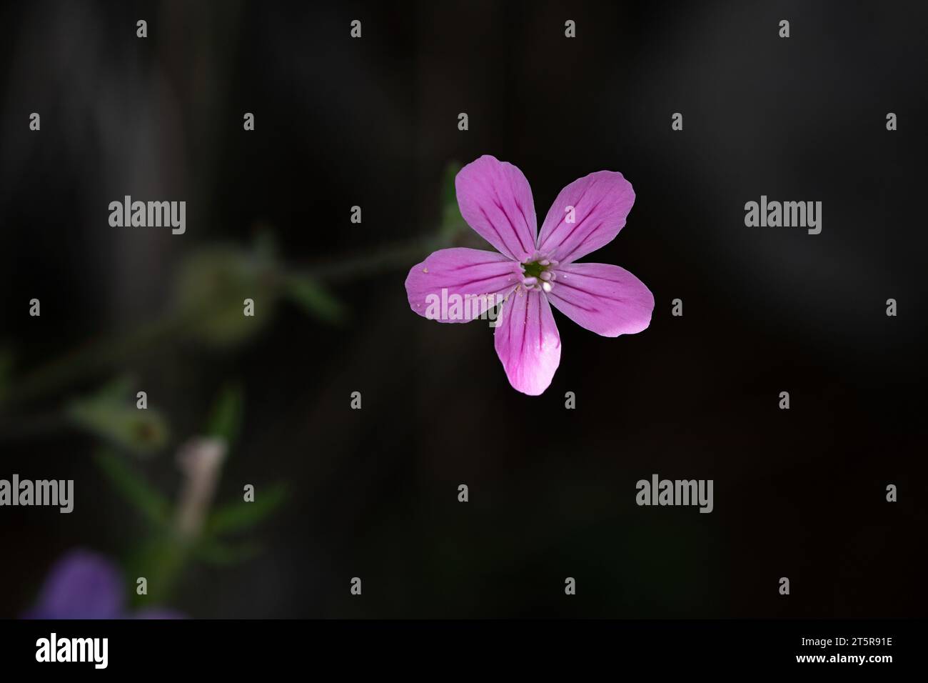 Silene pendula hi-res stock photography and images - Alamy