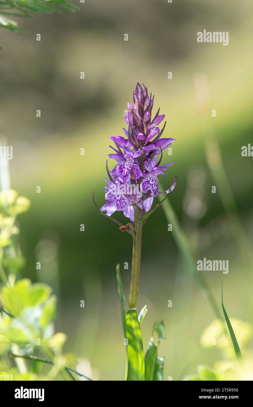 Spring in turkey hi-res stock photography and images - Alamy