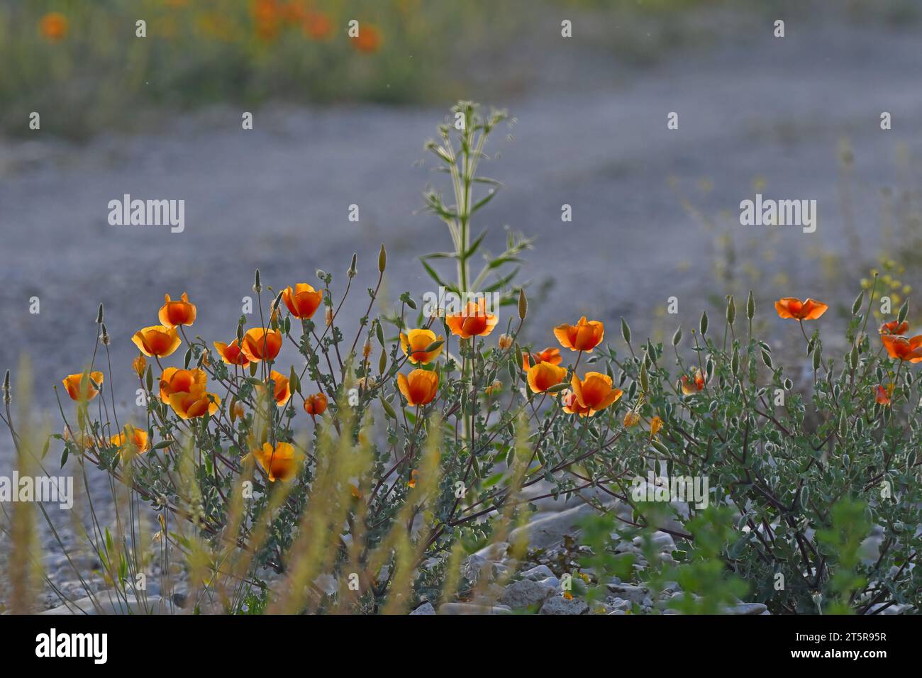 Red-colored glaucium poppy flowers in Turkey Stock Photo - Alamy