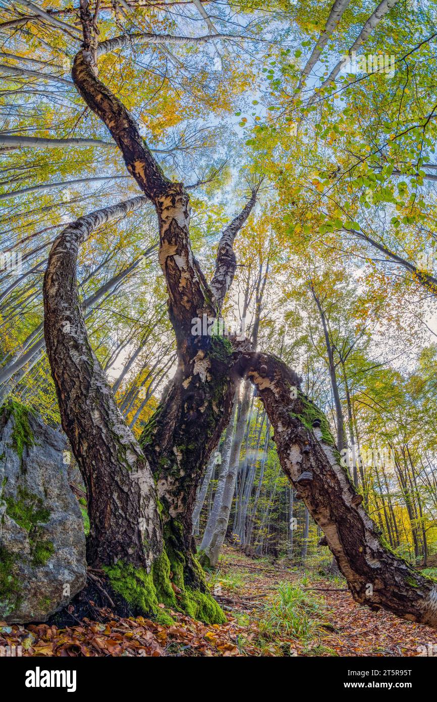 Crooked forest hi-res stock photography and images - Alamy