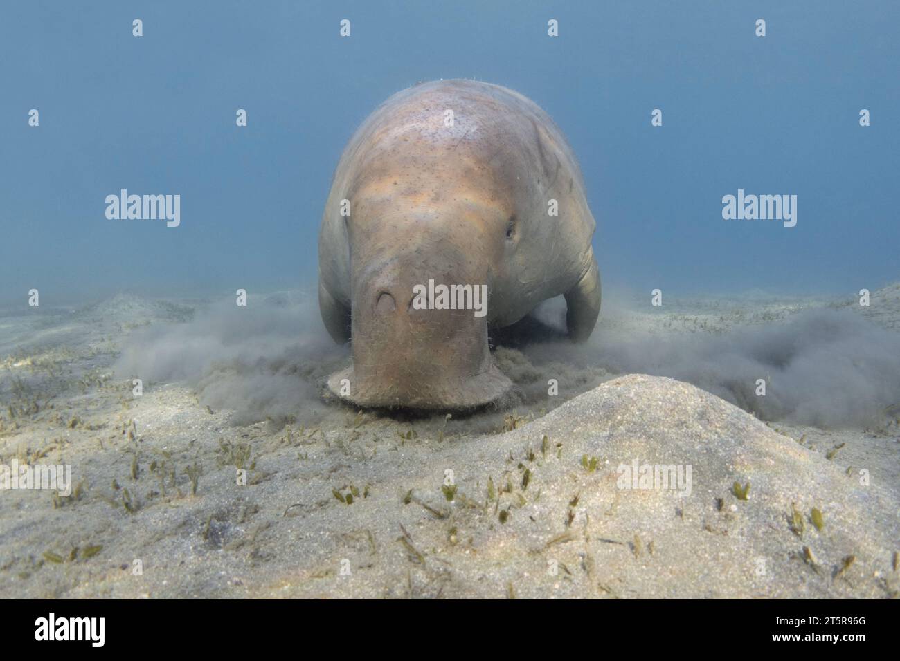Feeding ocean floor hi-res stock photography and images - Alamy