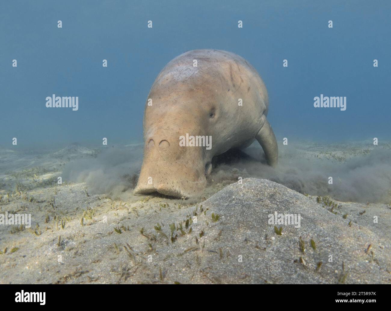Dugong feeding on sea grass. Sea cow Stock Photo - Alamy