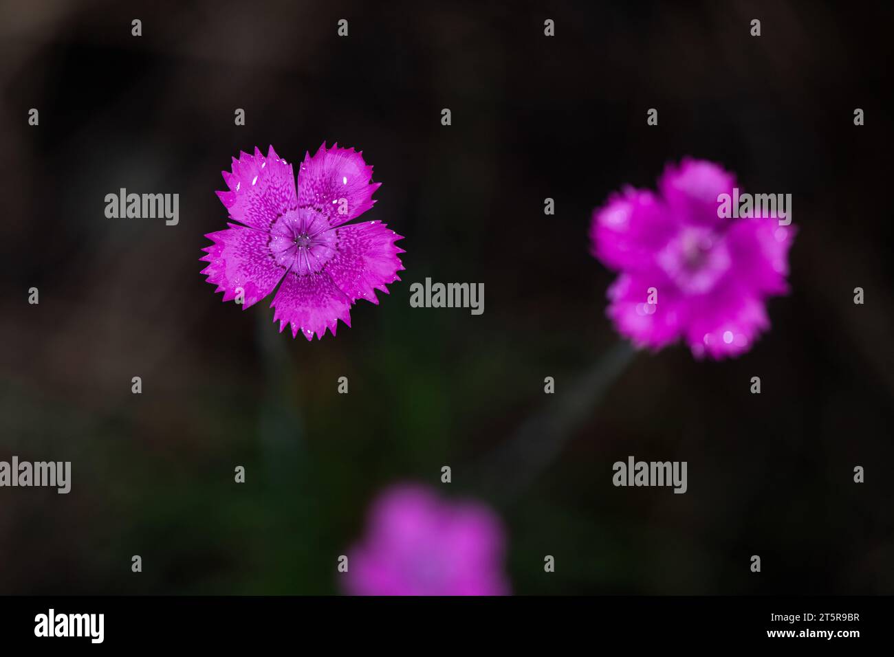 Wild carnation, dianthus, pink in colour. Dianthus sylvaticus. Close-up ...