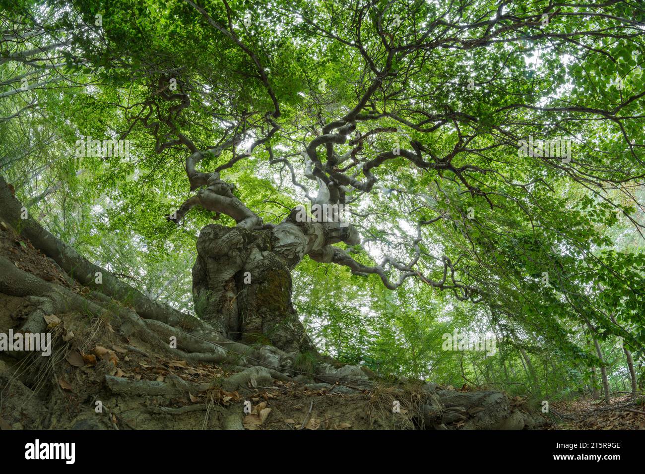 Crooked landscape hi-res stock photography and images - Alamy