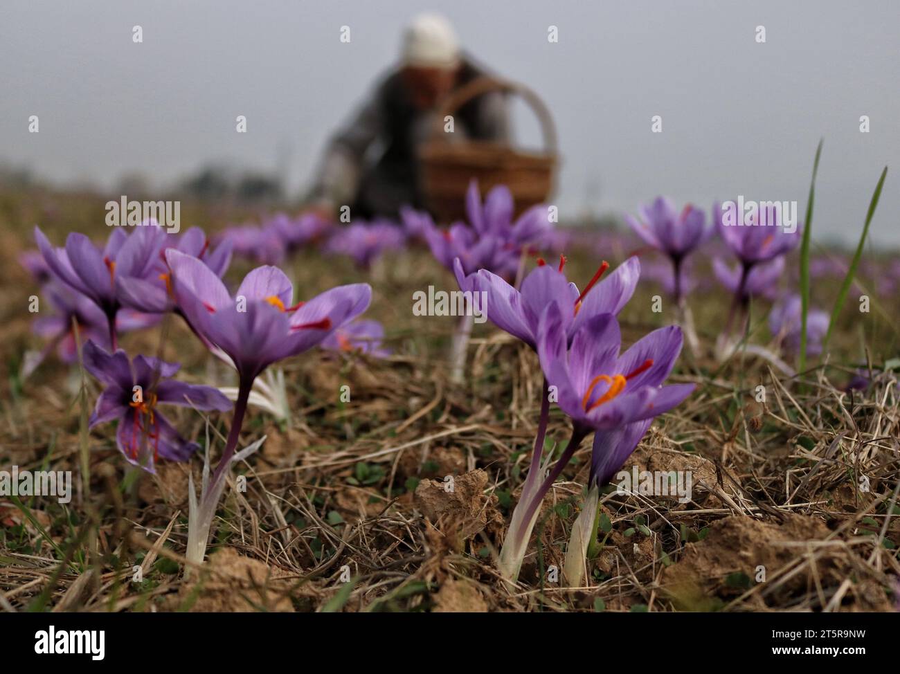 Srinagar, India. 06th Nov, 2023. November 06, 2023, Srinagar Kashmir ...