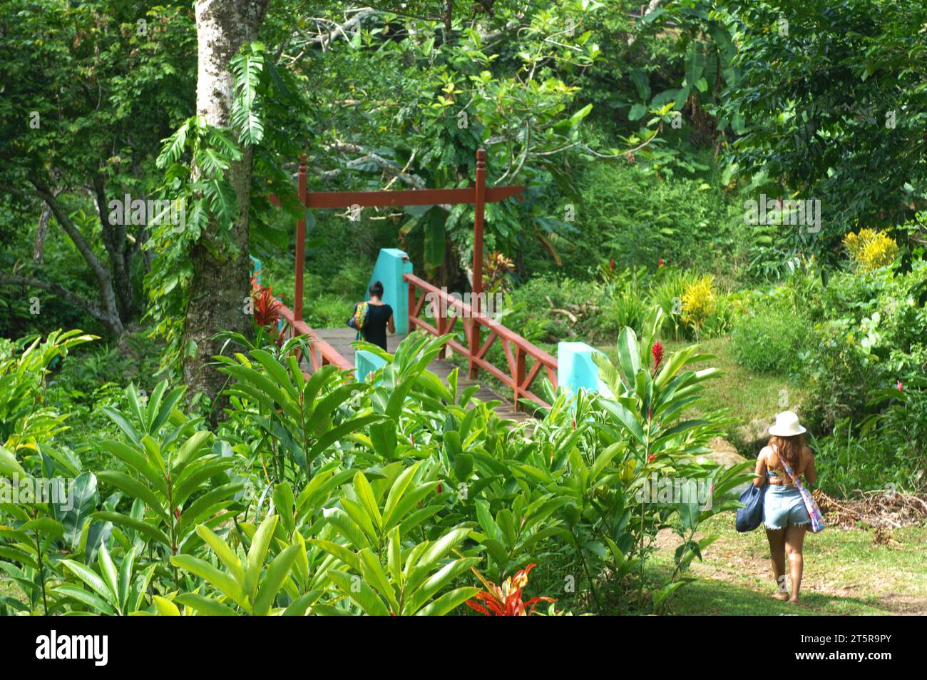 Pathway to the waterfalls, Evergreen Cascades Waterfall, Mele Maat ...