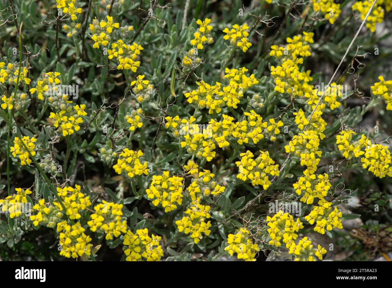 Yellow blooming alyssum saxatile hi-res stock photography and images ...