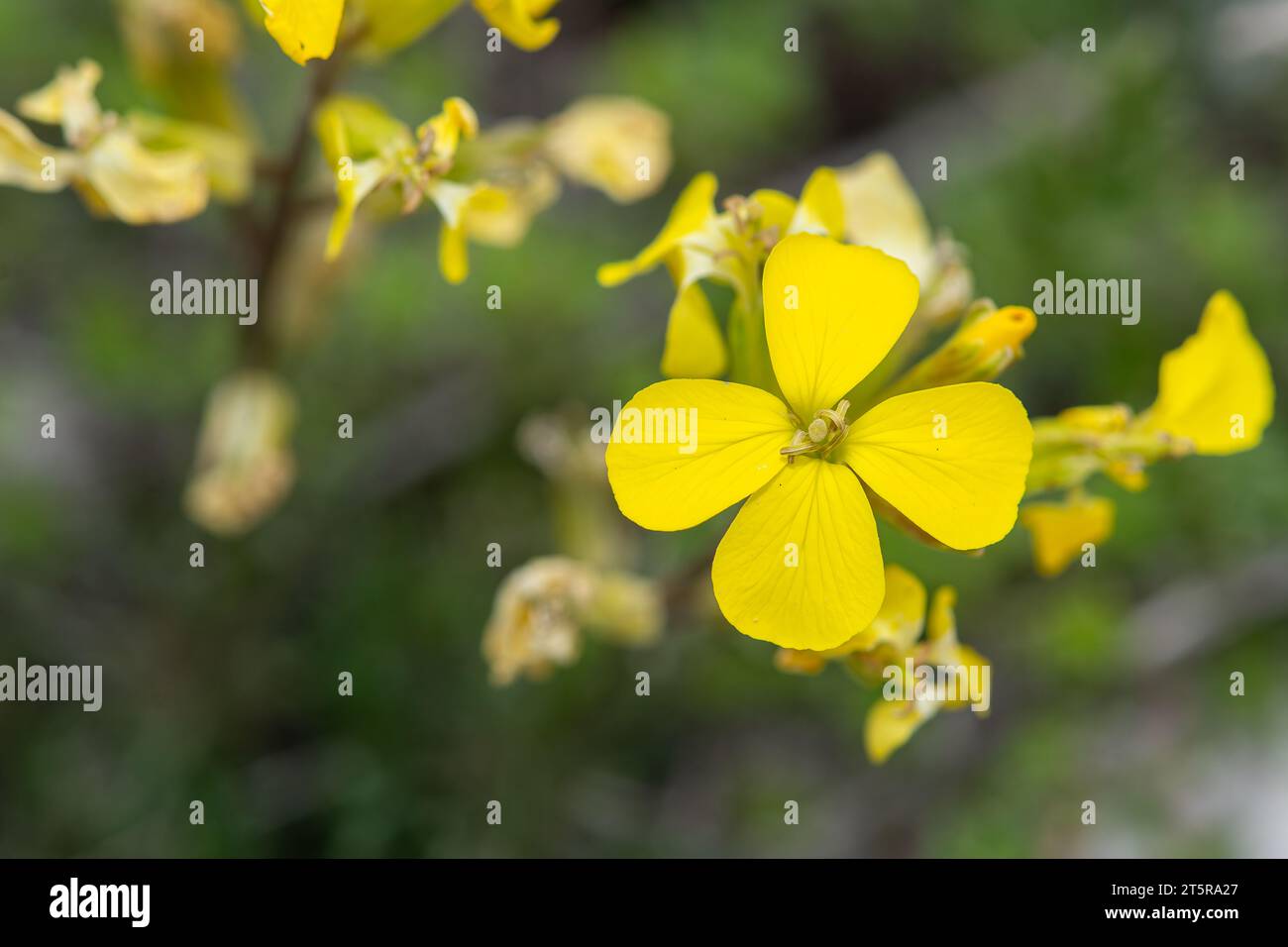 Erysimum cheiri sunset series hi-res stock photography and images - Alamy