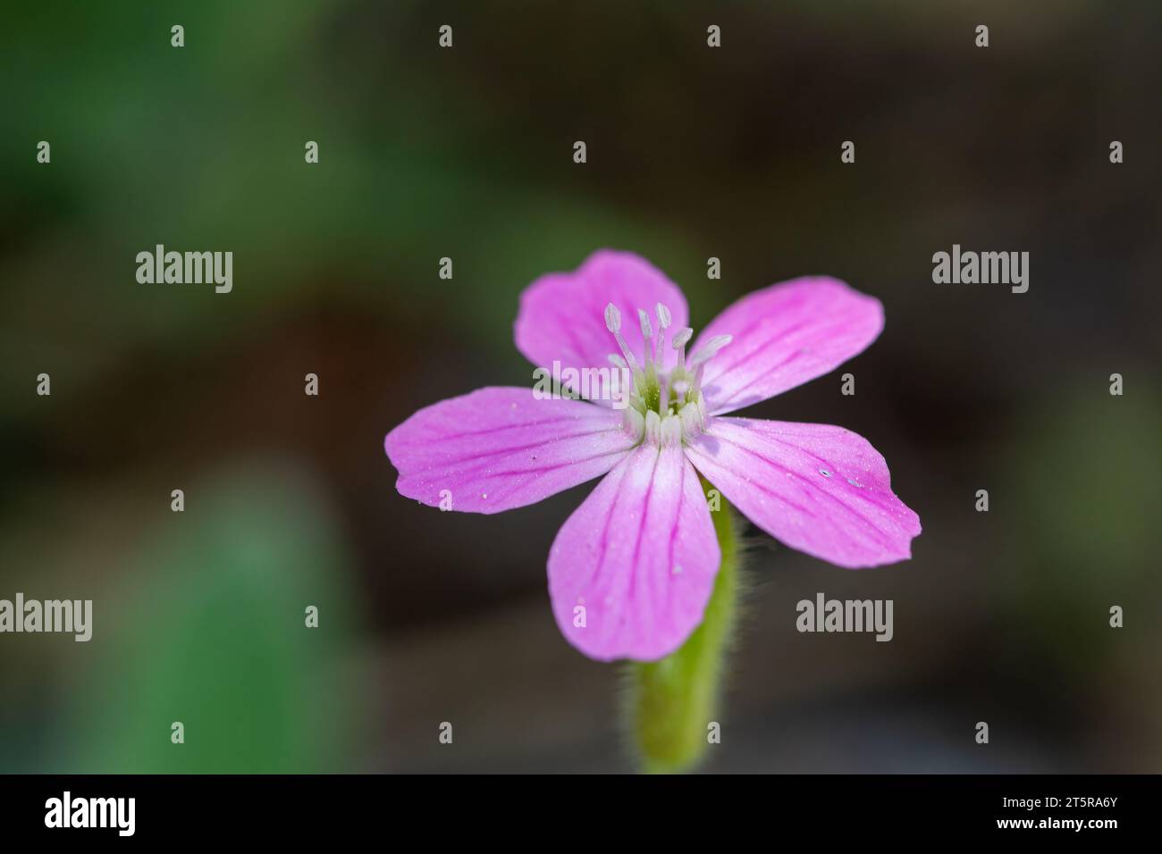 Silene pendula hi-res stock photography and images - Alamy
