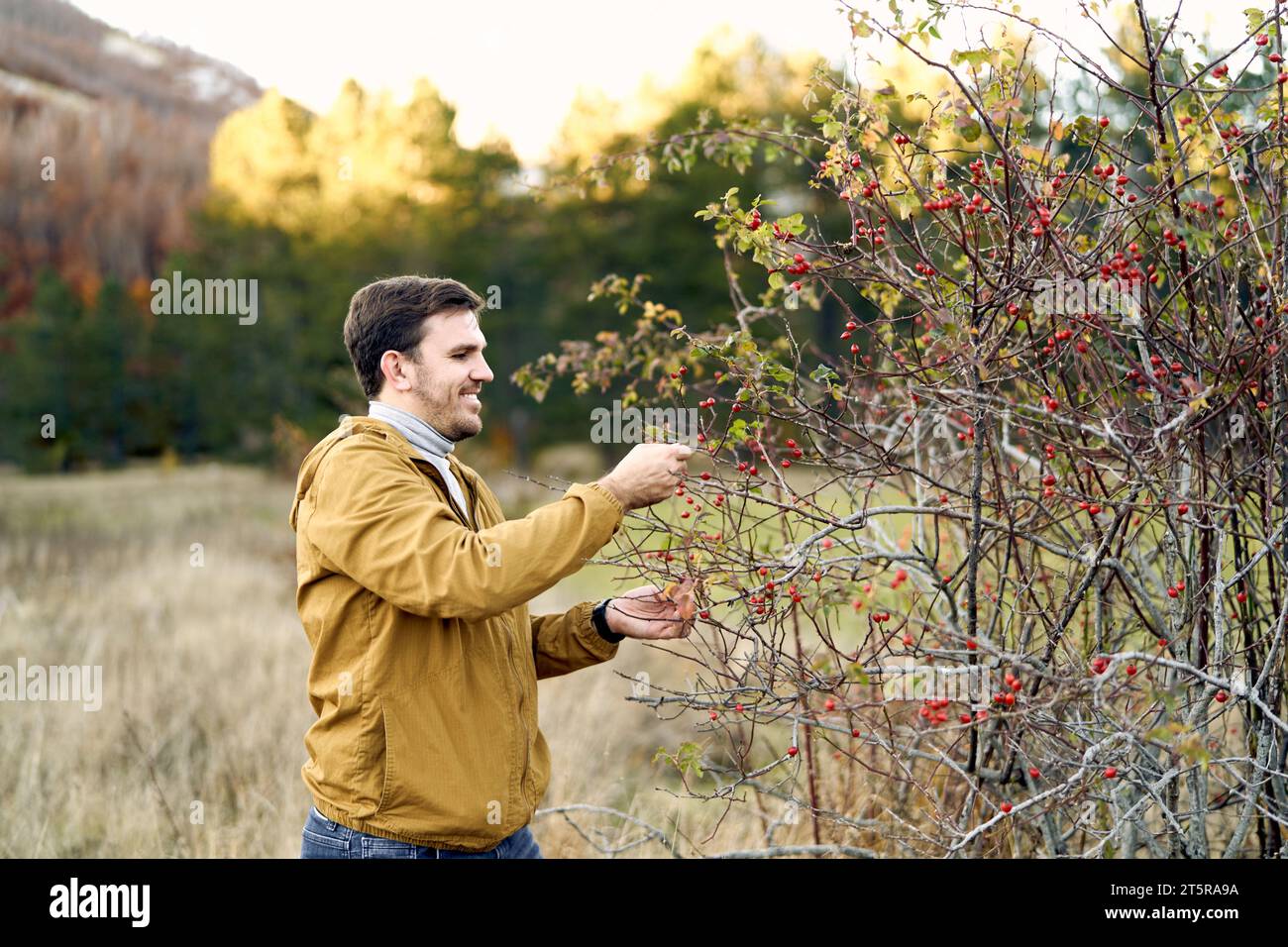 Young rose hips hi-res stock photography and images - Alamy