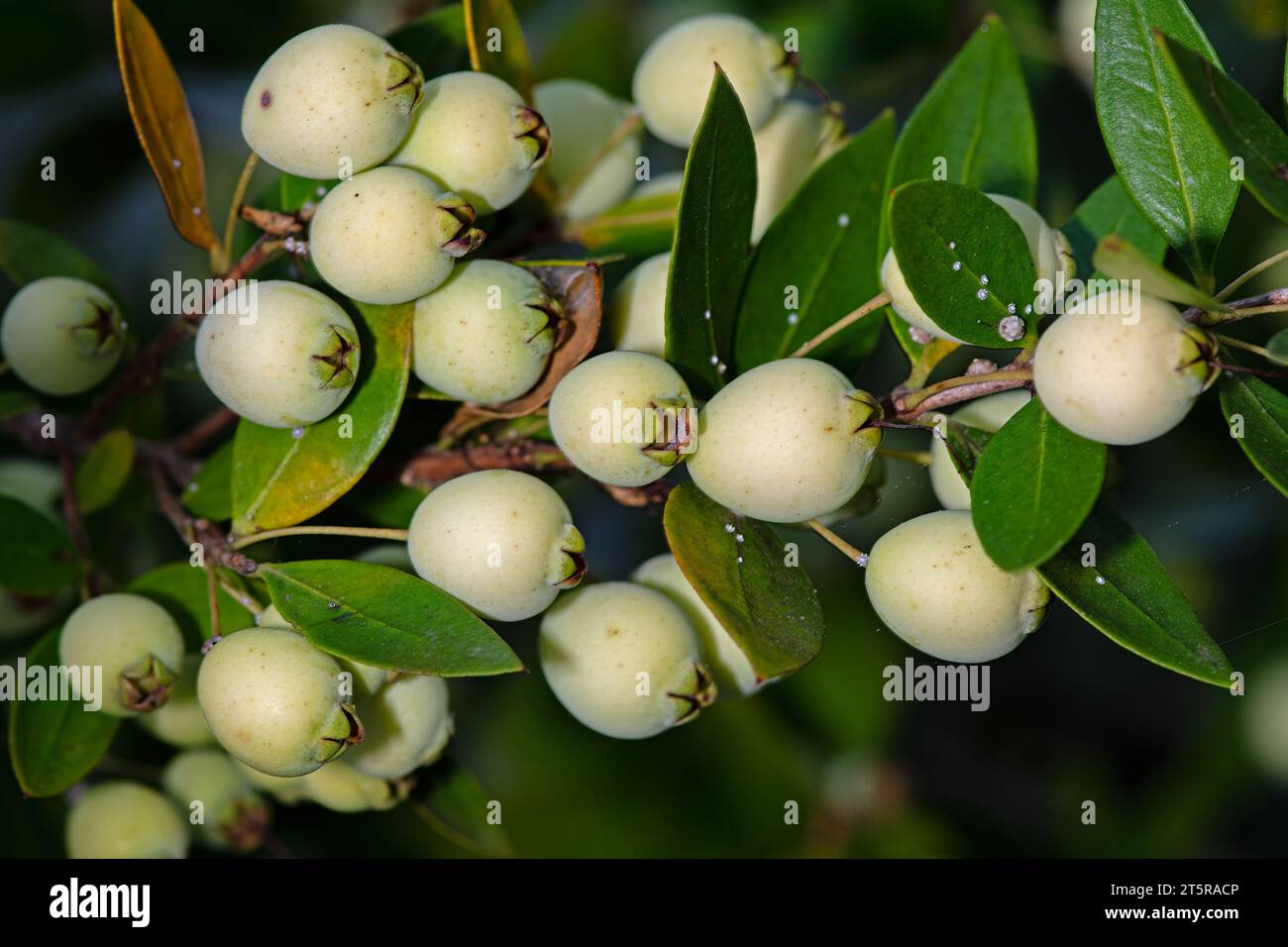Fruiting Myrtus communis, common myrtle, introduced species, natural ...