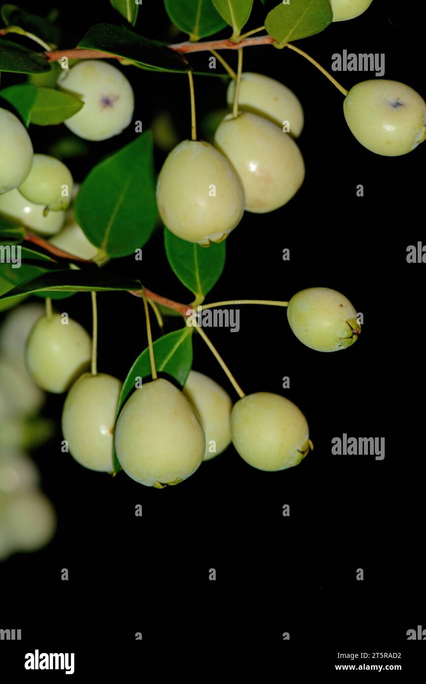 Fruiting Myrtus communis, common myrtle, introduced species, natural ...