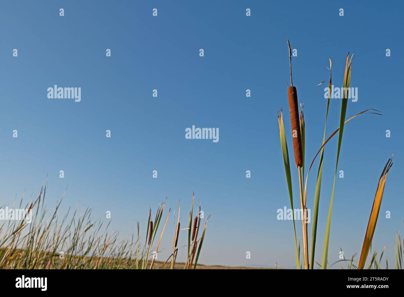Brown cattails (Typha latifolia) at the water's edge Stock Photo - Alamy