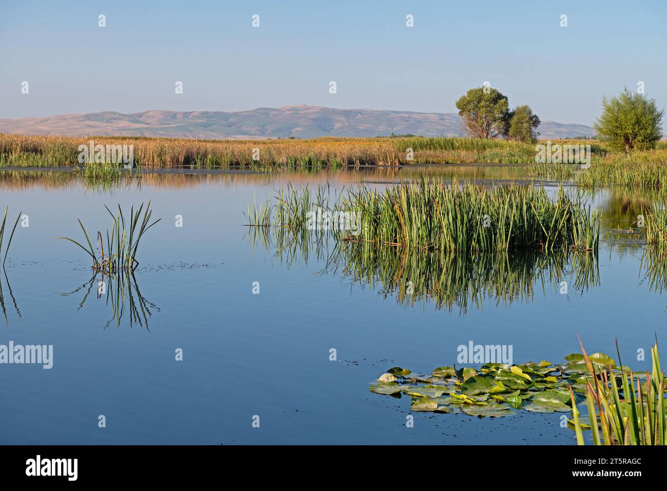Reed plants in the wetland and their reflection in the water Stock ...
