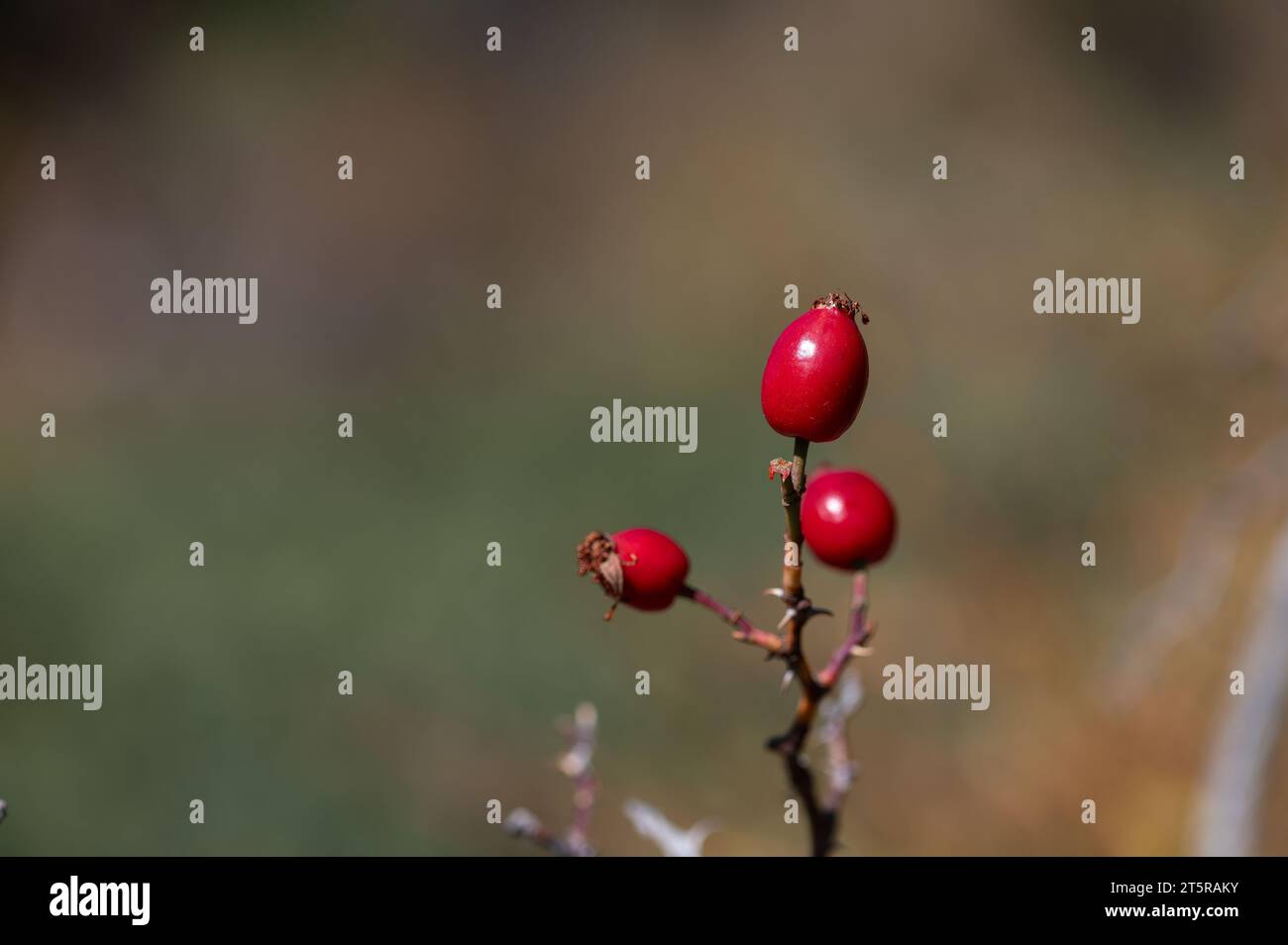 Branches of ripe red rose hips in the forest in autumn Stock Photo - Alamy