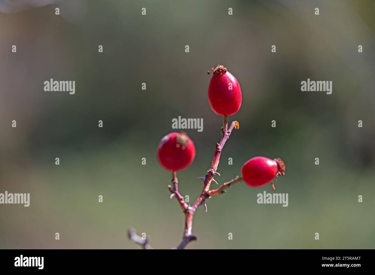 Rose hip branches fruits hi-res stock photography and images - Alamy