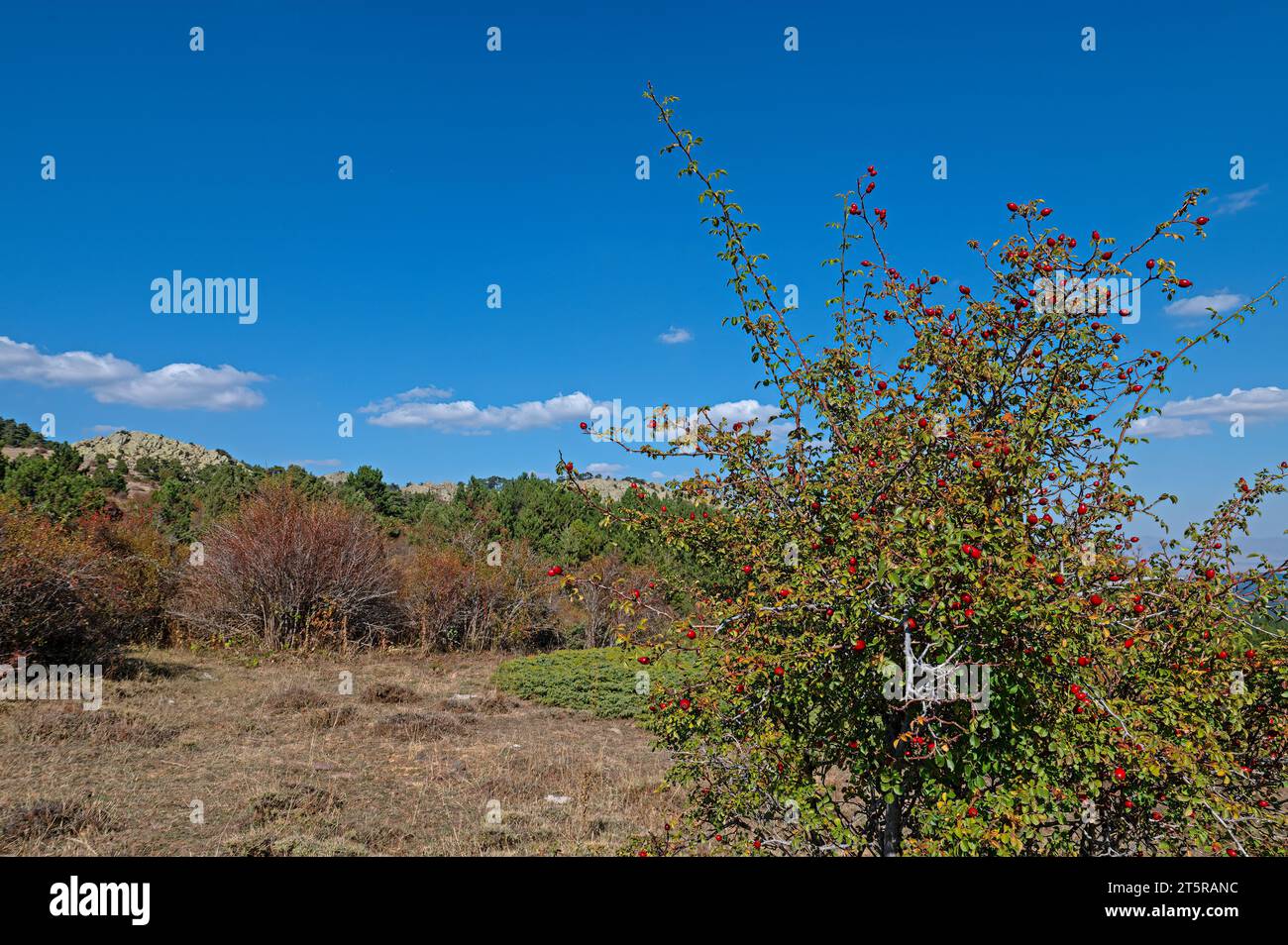 Branches of ripe red rose hips in the forest in autumn. Blue sky ...