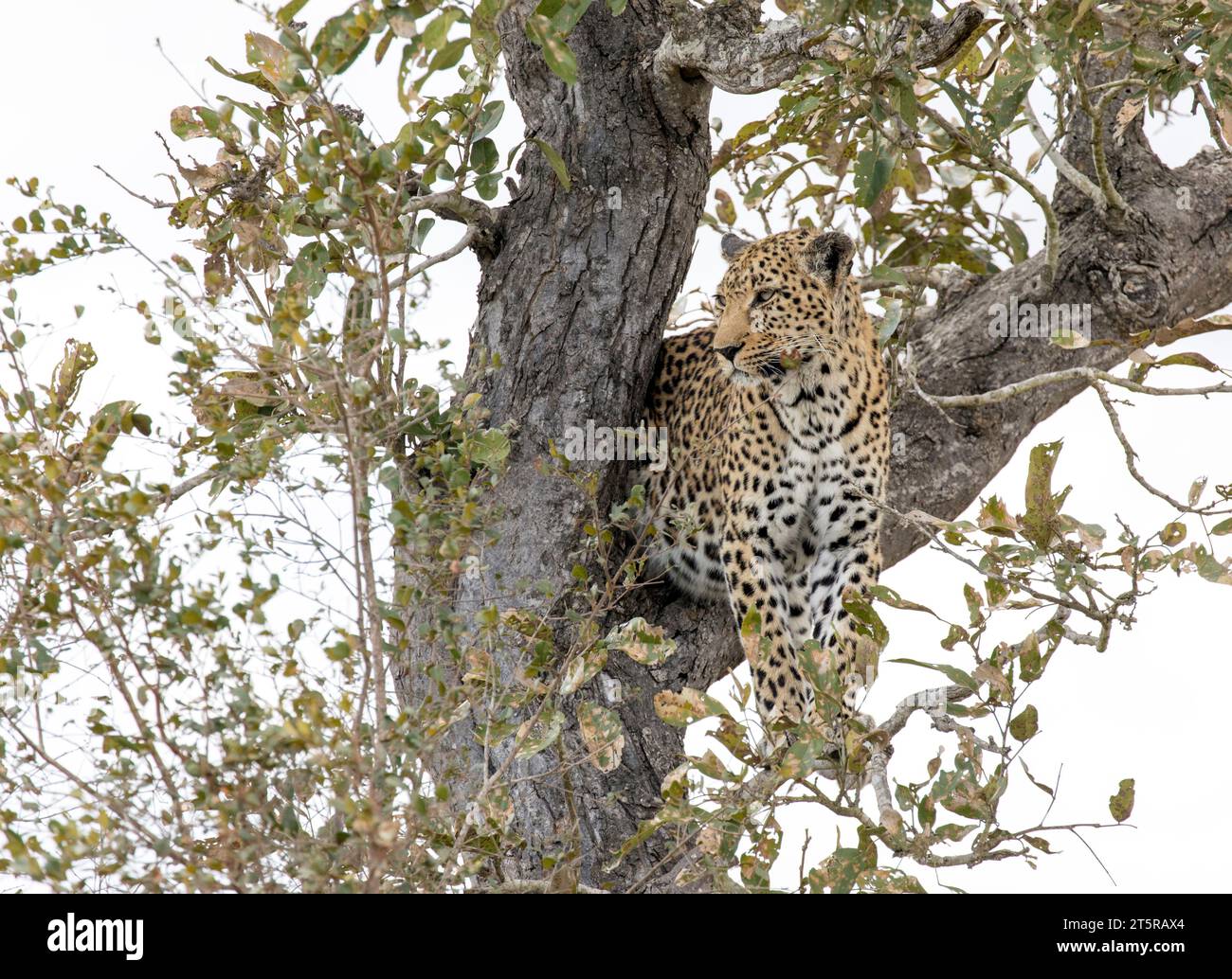 Leopard on a tree namibia hi-res stock photography and images - Alamy