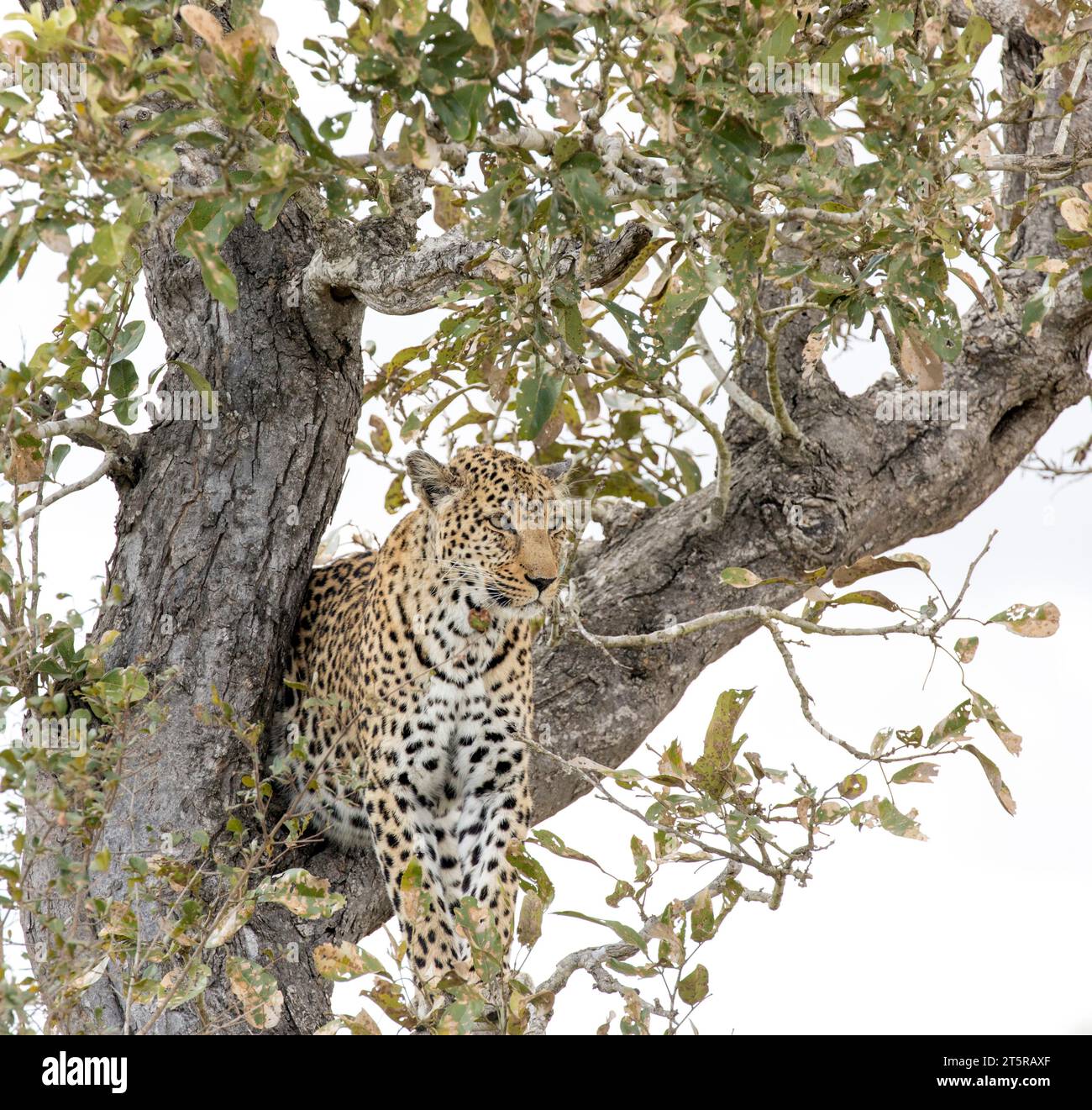 Leopard on a tree namibia hi-res stock photography and images - Alamy