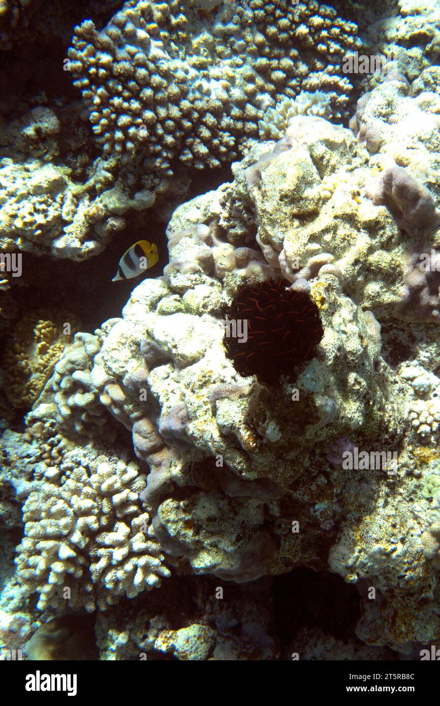 A black and red Crinoid in the coral reef of New Caledonia Stock Photo ...