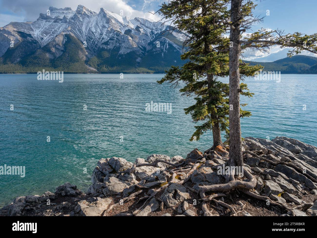 Spruce trees with exposed roots on the rocky shore of Lake Minnewanka ...