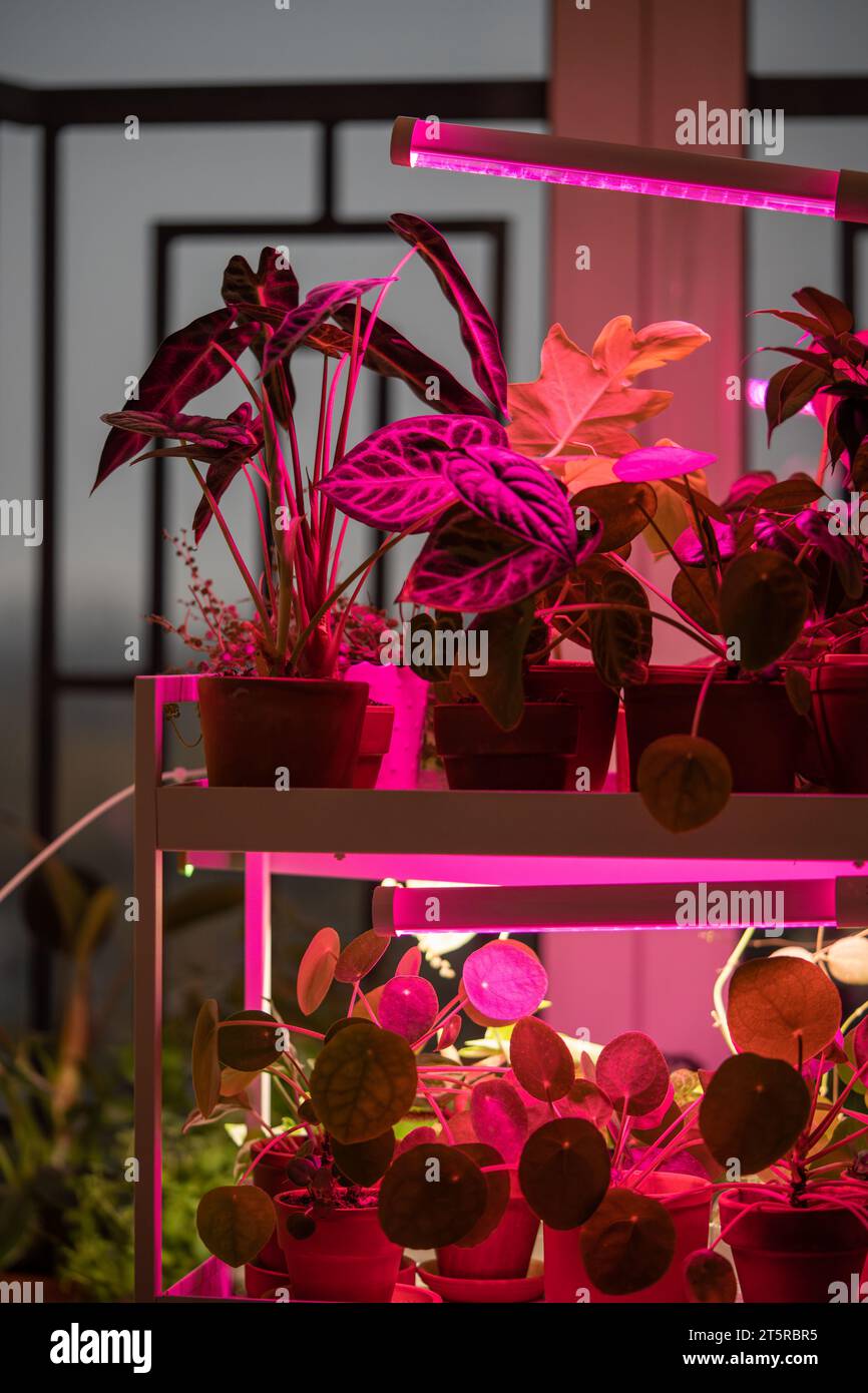 Phytolamp illuminates plant at home. LED lamp for supplementary ...