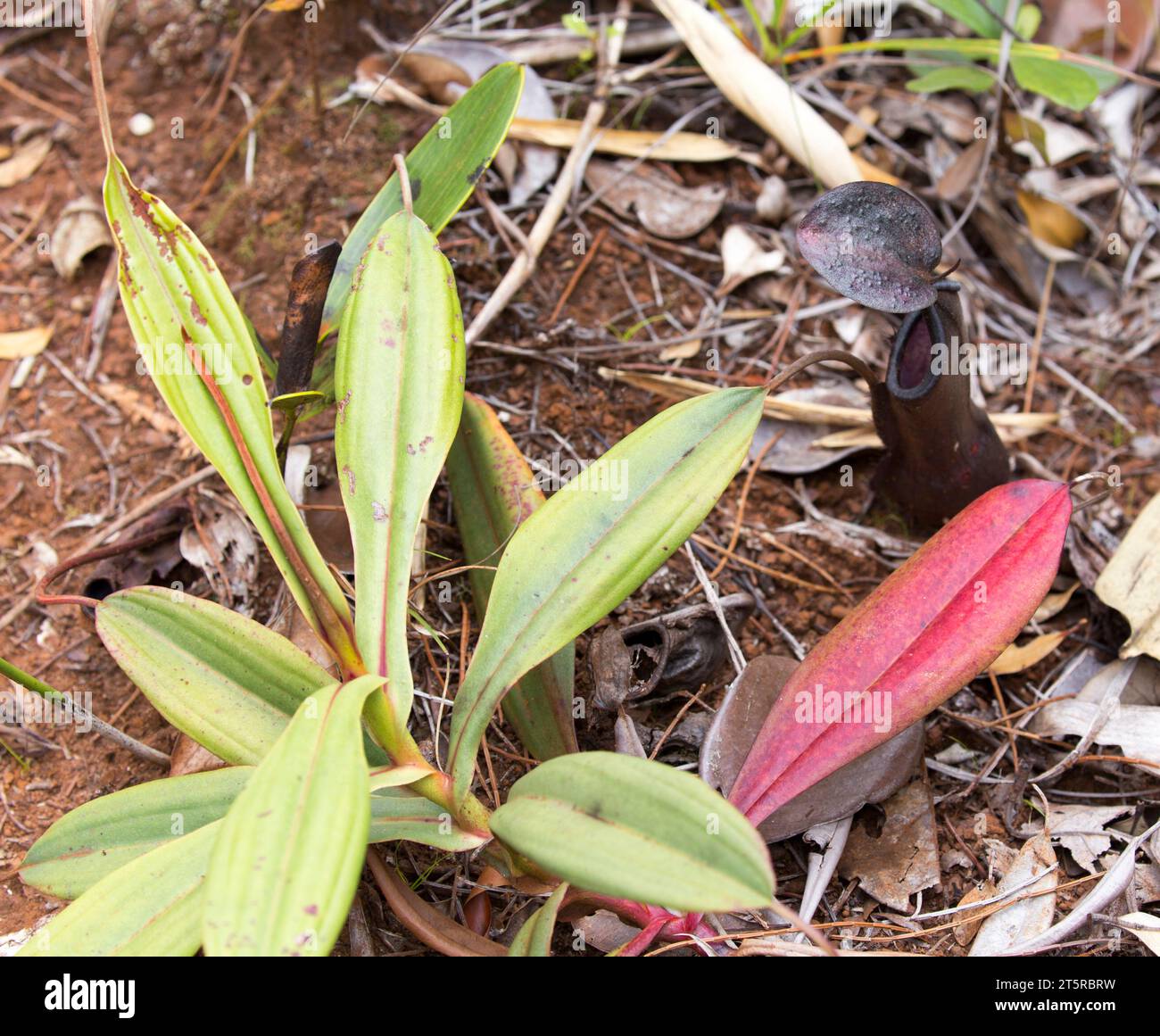 A view of nephentes plant in New Caledonia Stock Photo - Alamy
