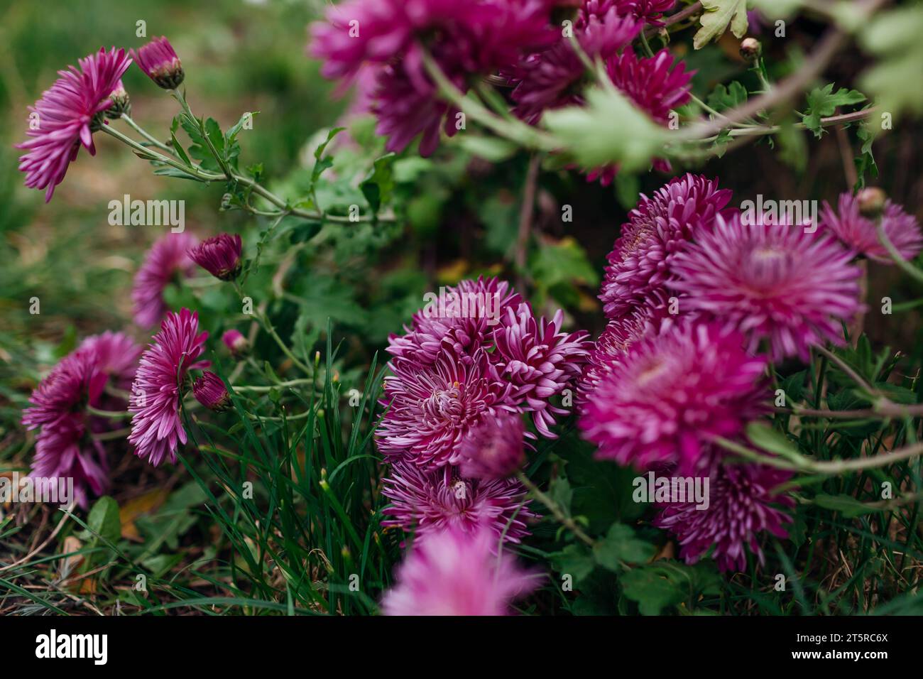 Burgundy purple chrysanthemums bloom in October garden. Fall flowers in ...