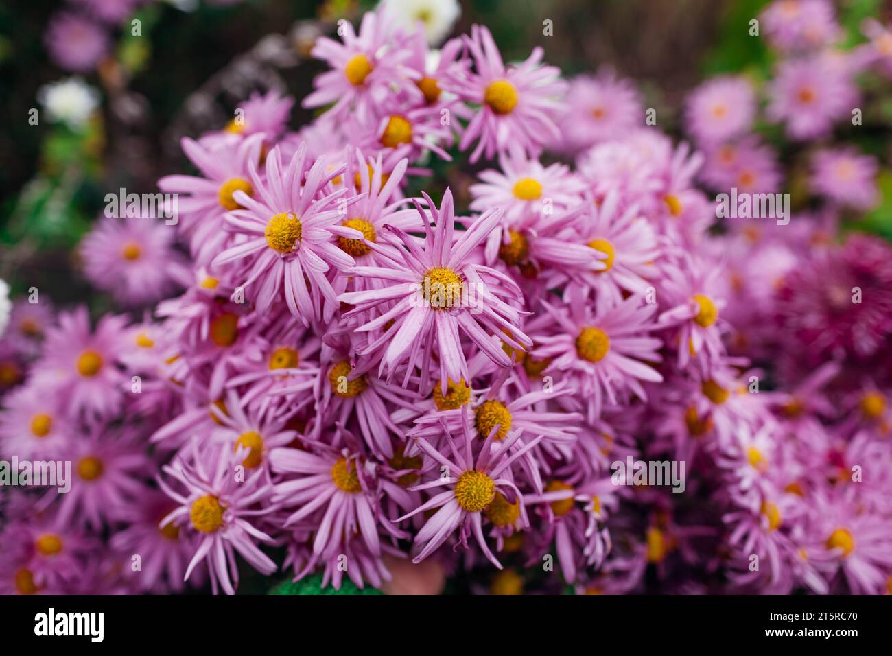 Pink single chrysanthemums variety grow in October garden. Fall flowers ...