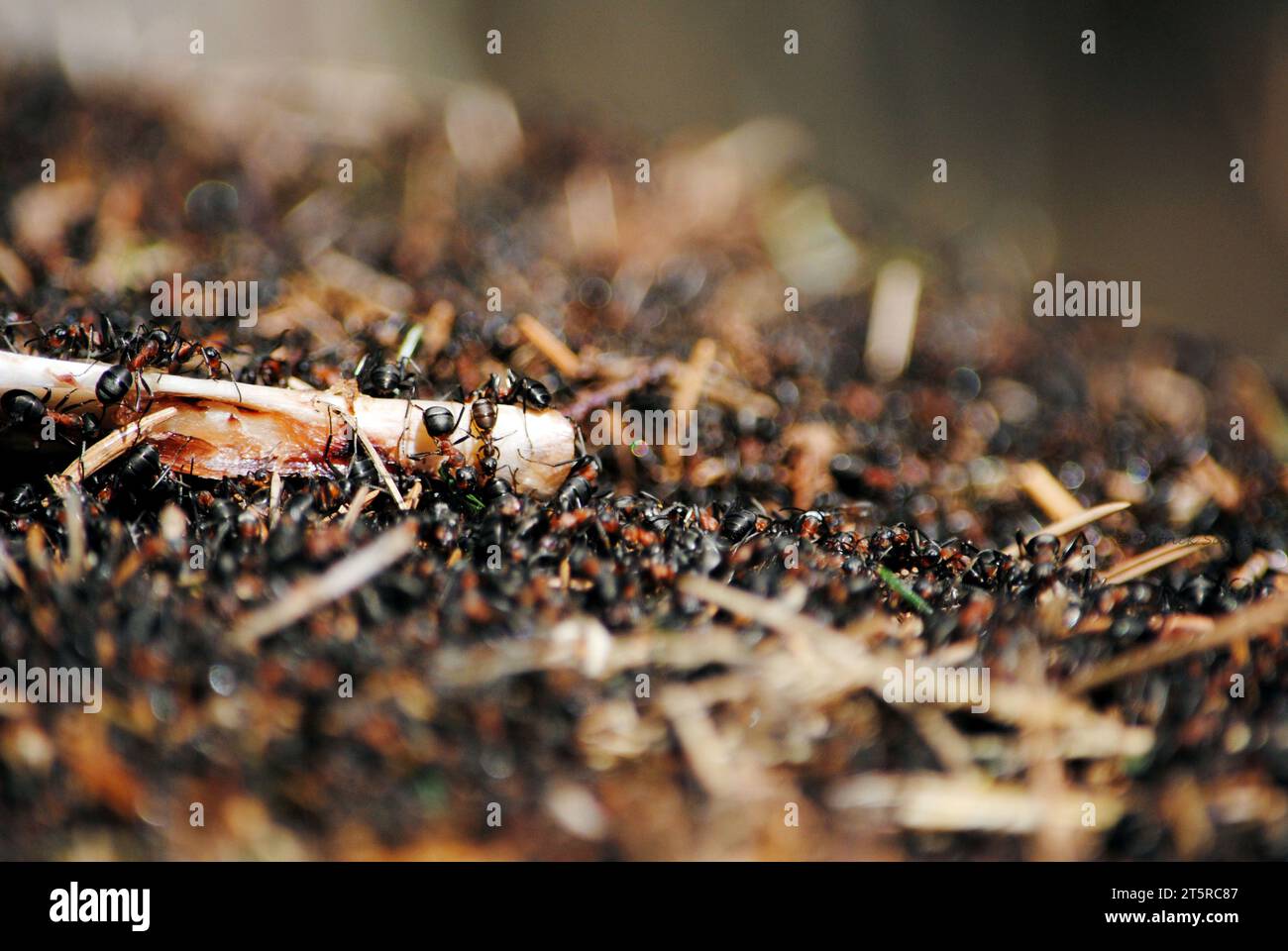 Spring revival of Red ants (Formica rufa). Masses of ants have climbed ...