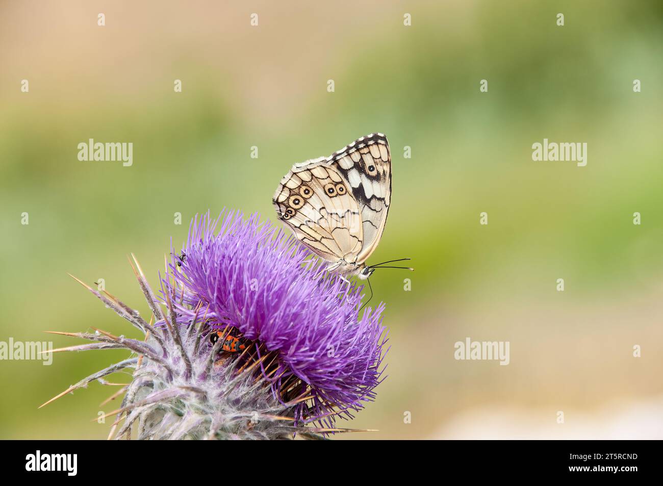 Underwing view of a Levantine marble white (Melanargia titea) butterfly ...