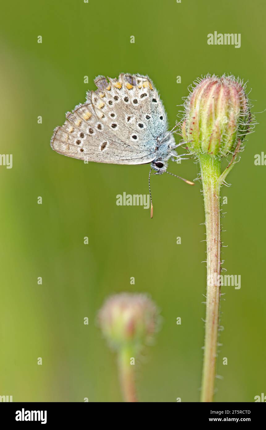 Plabejus modicus hi-res stock photography and images - Alamy