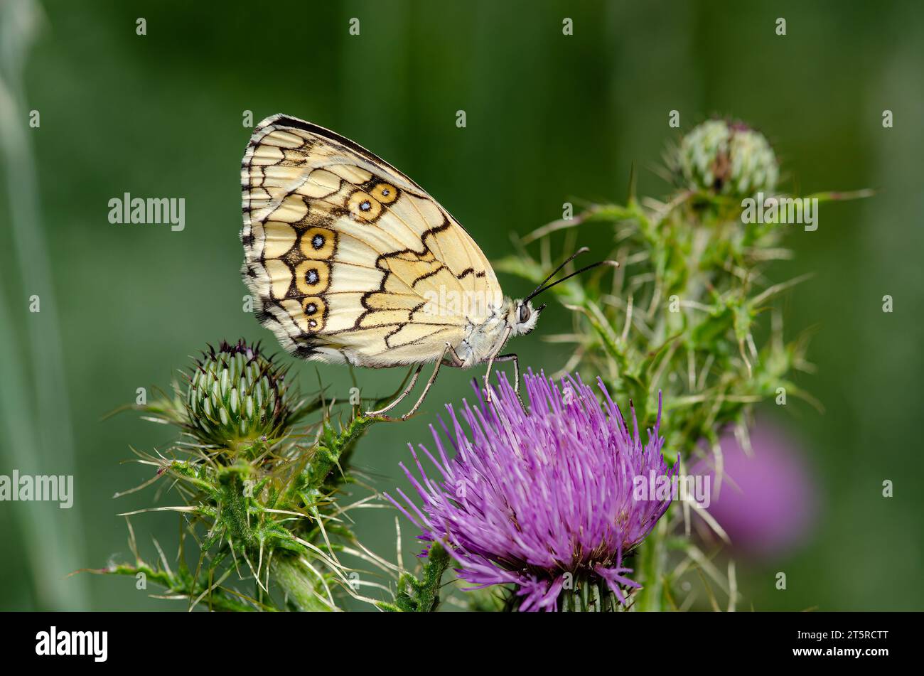 Underwing view of a Levantine marble white (Melanargia titea) butterfly ...
