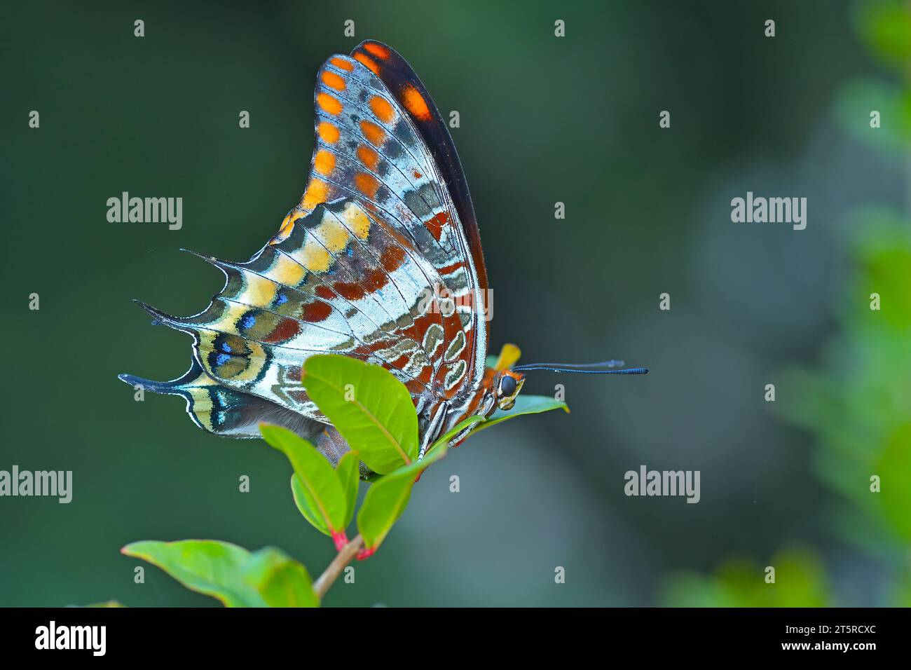 This butterfly is the two-tailed pasha, the largest butterfly in Turkey ...