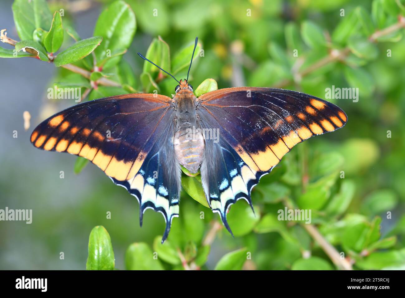 This butterfly is the two-tailed pasha, the largest butterfly in Turkey ...