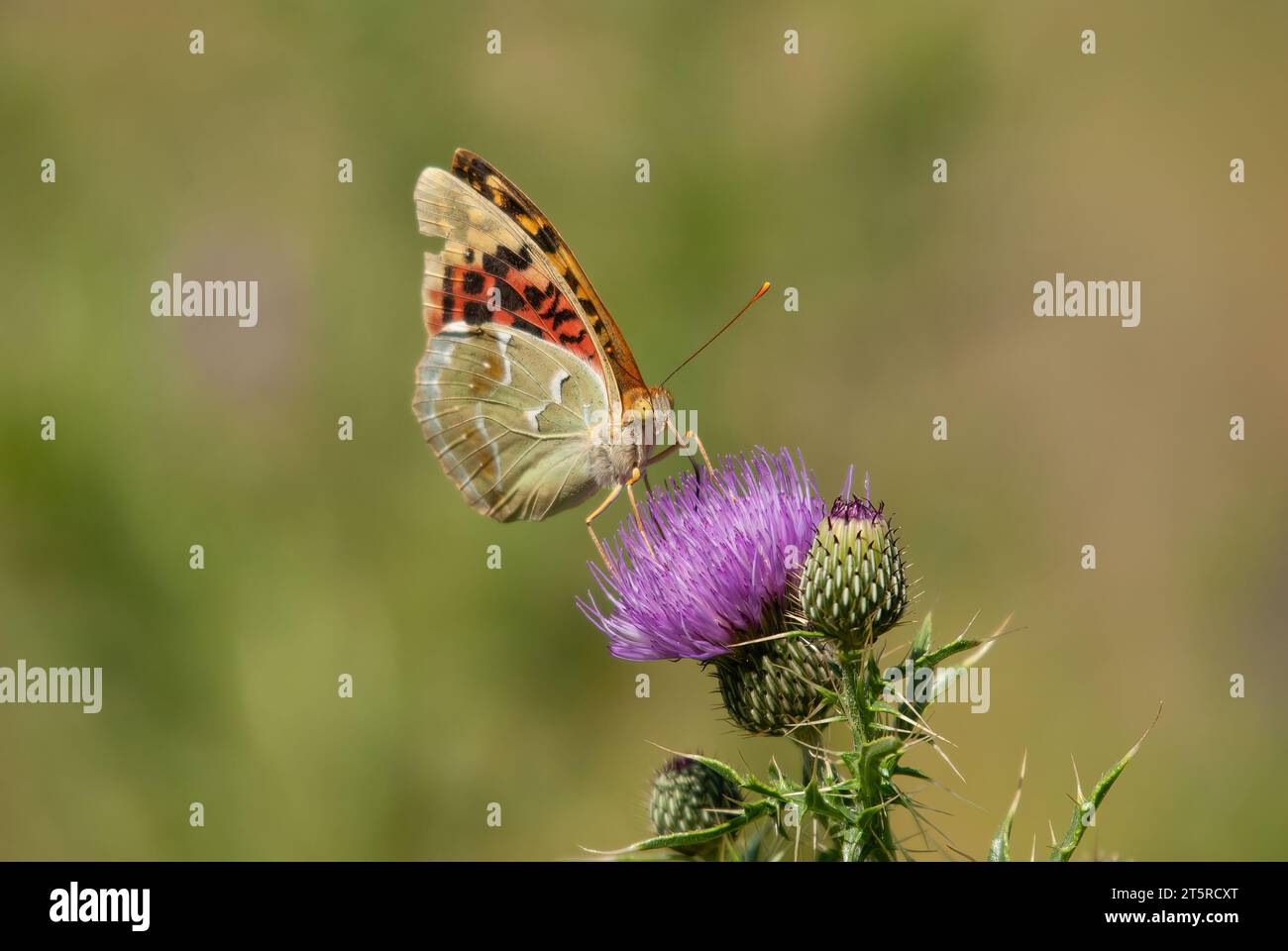 Mediterranean Fritillary (Argynnis pandora) is a butterfly that flies ...