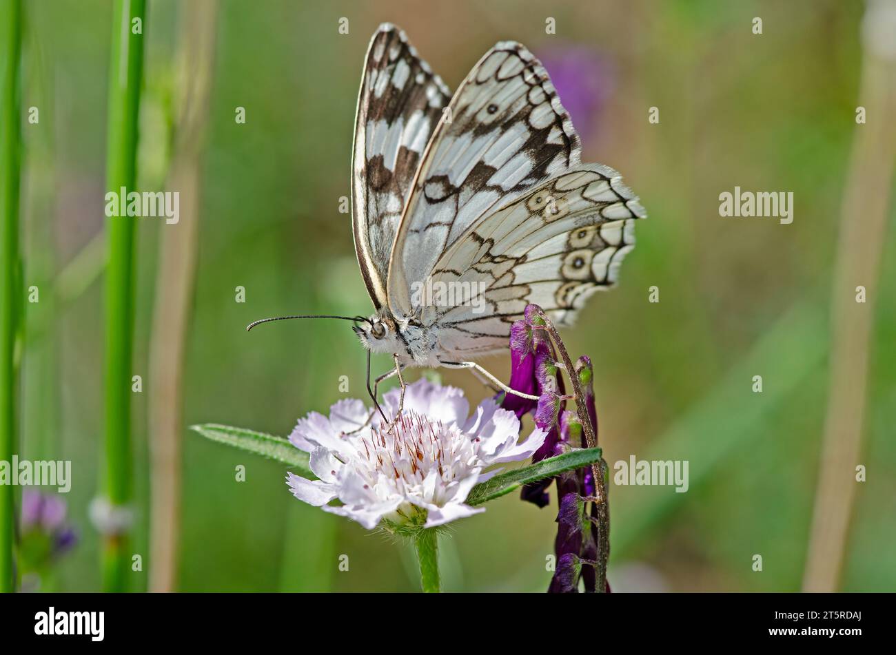 Underwing view of a Levantine marble white (Melanargia titea) butterfly ...