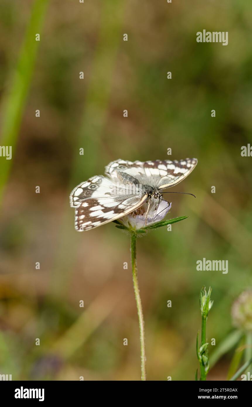 On-wing view of a Levantine marble white (Melanargia titea) butterfly ...