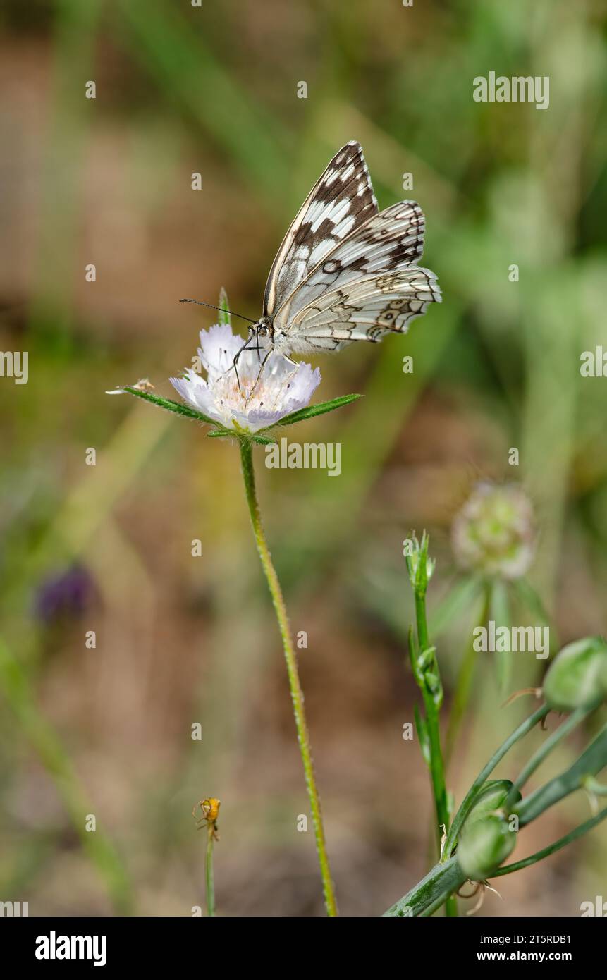 Underwing view of a Levantine marble white (Melanargia titea) butterfly ...