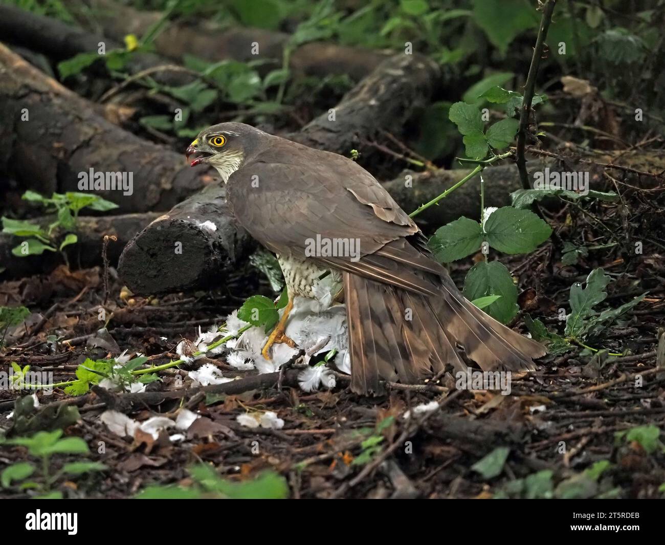 Female sparrowhawk caught hi-res stock photography and images - Alamy