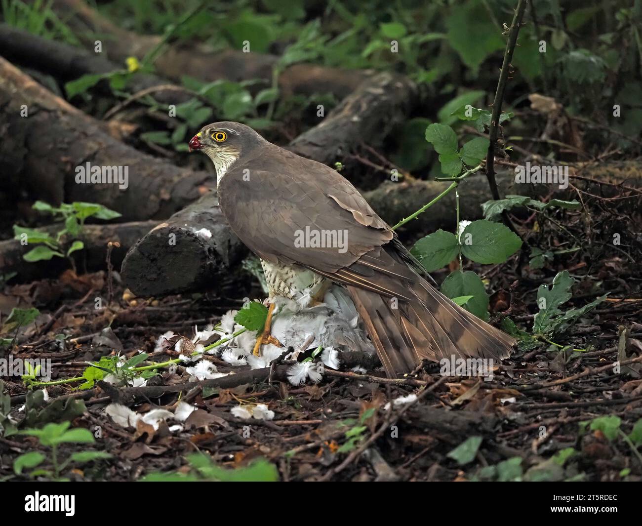 watchful Female Sparrowhawk (Accipiter nisus) plucking feathers of ...