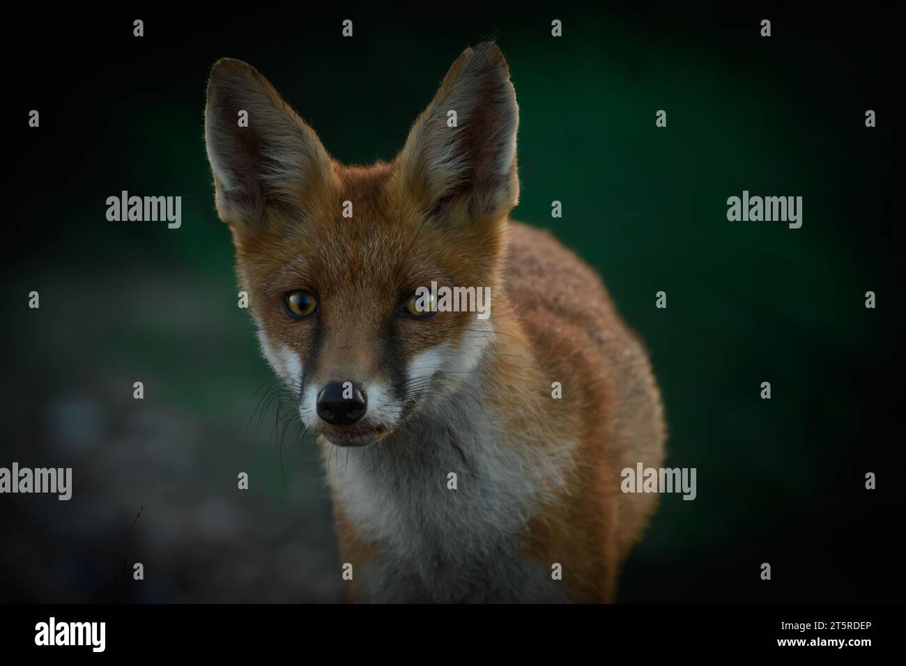 British wildlife art hi-res stock photography and images - Alamy